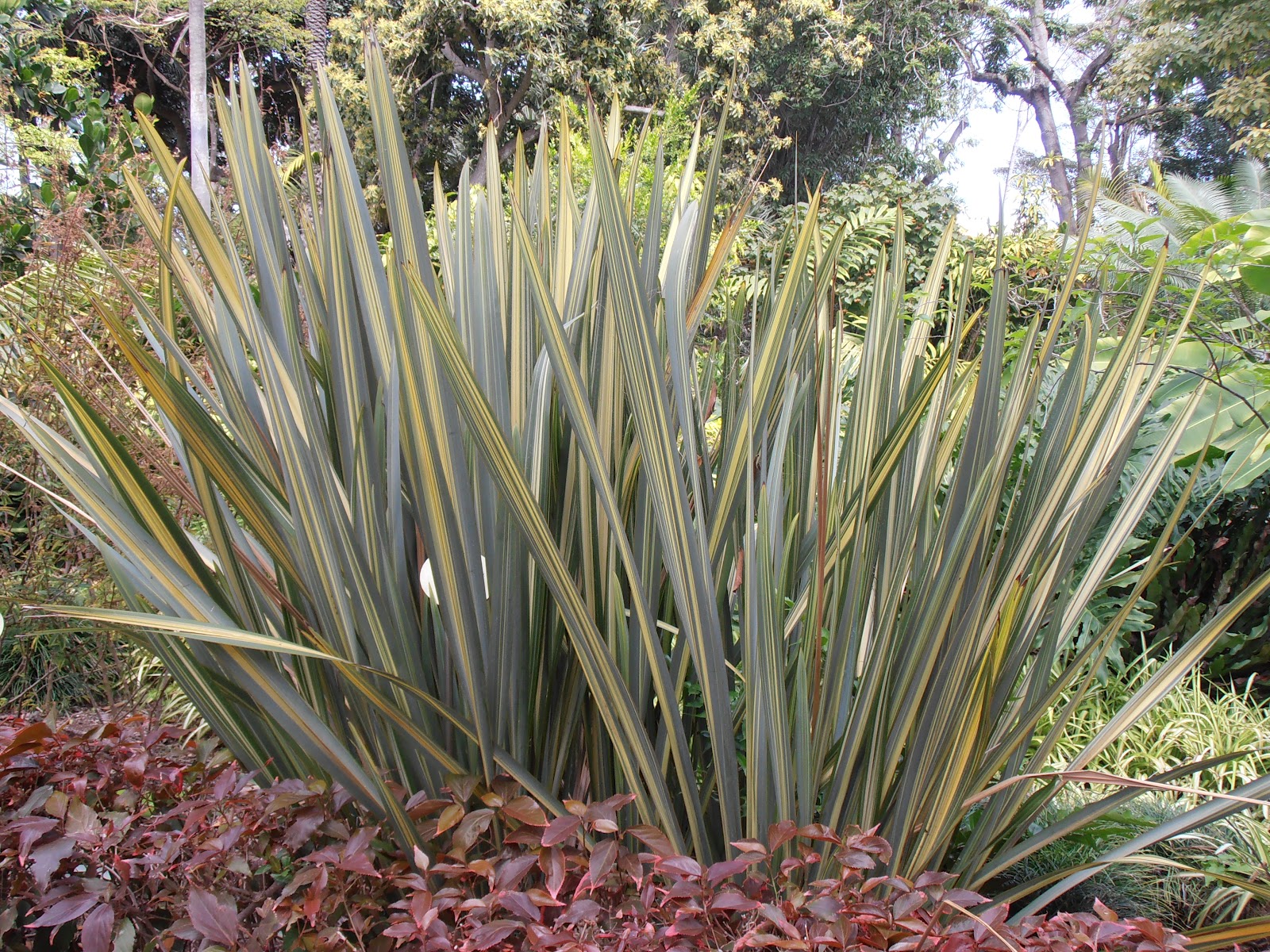FORMIO: Phormium tenax | Plantas rioMoros