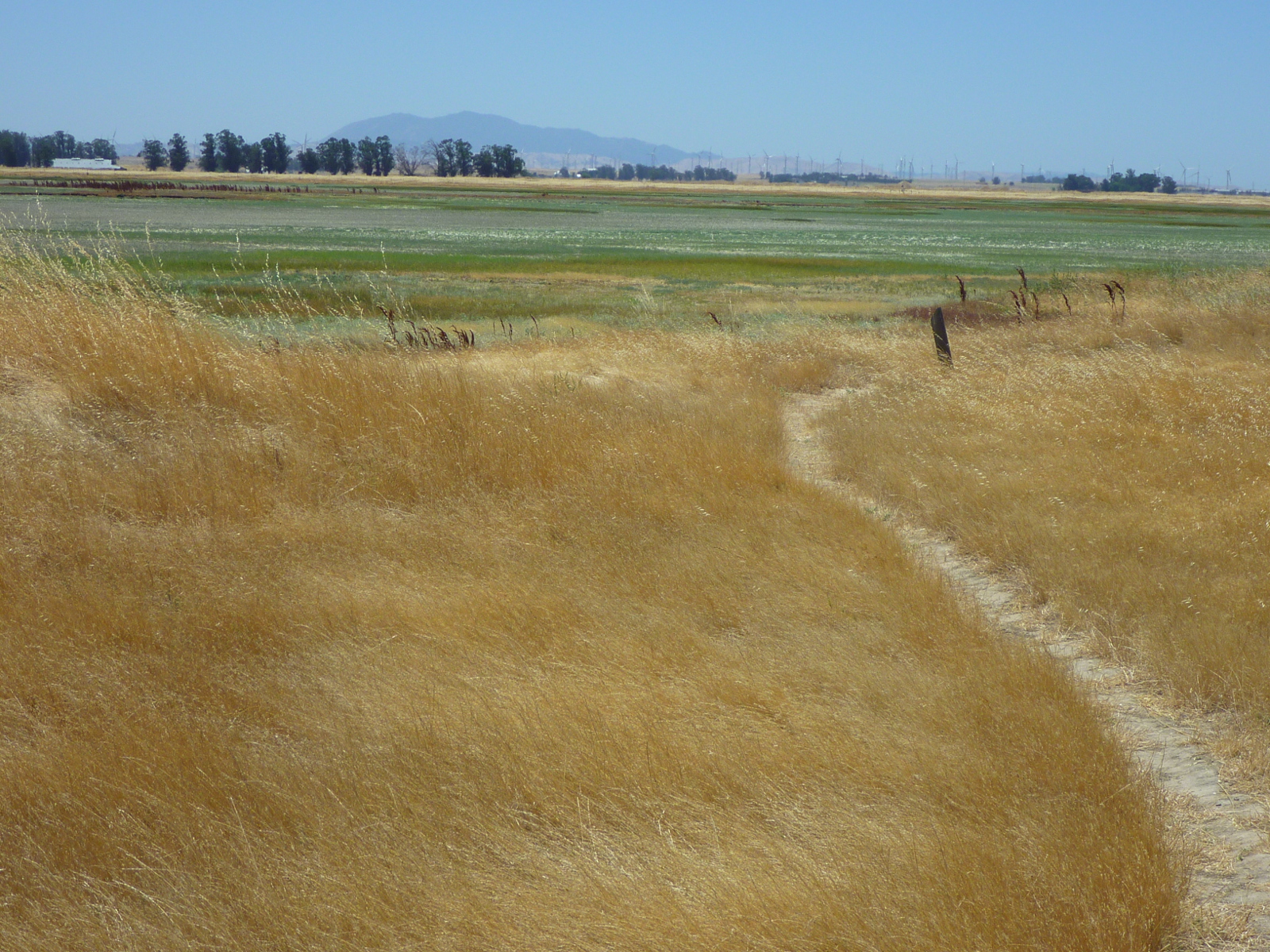 Trailing Ahead: Jepson Prairie Preserve in summer