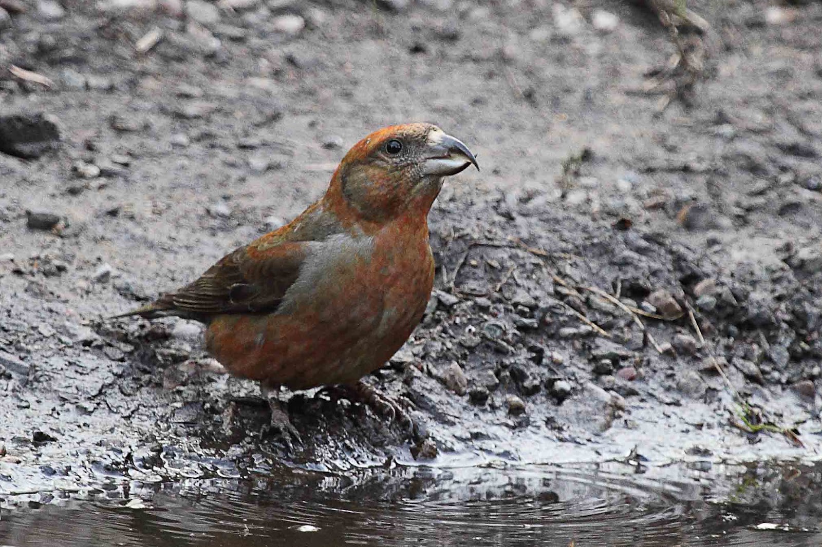 Darley Dale Wildlife: March 2012