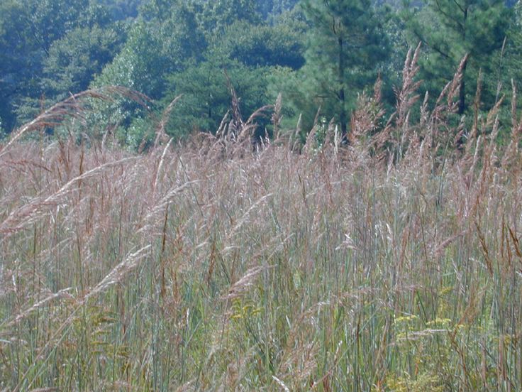 Field Biology in Southeastern Ohio: Prairies Part 3: Species Results