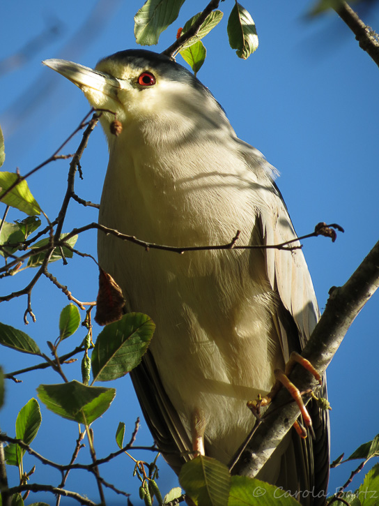 carola bARTz: Lake Birds
