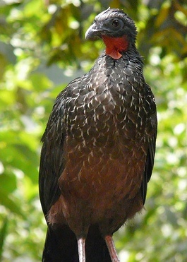 Turismo Lambayeque - Perú
