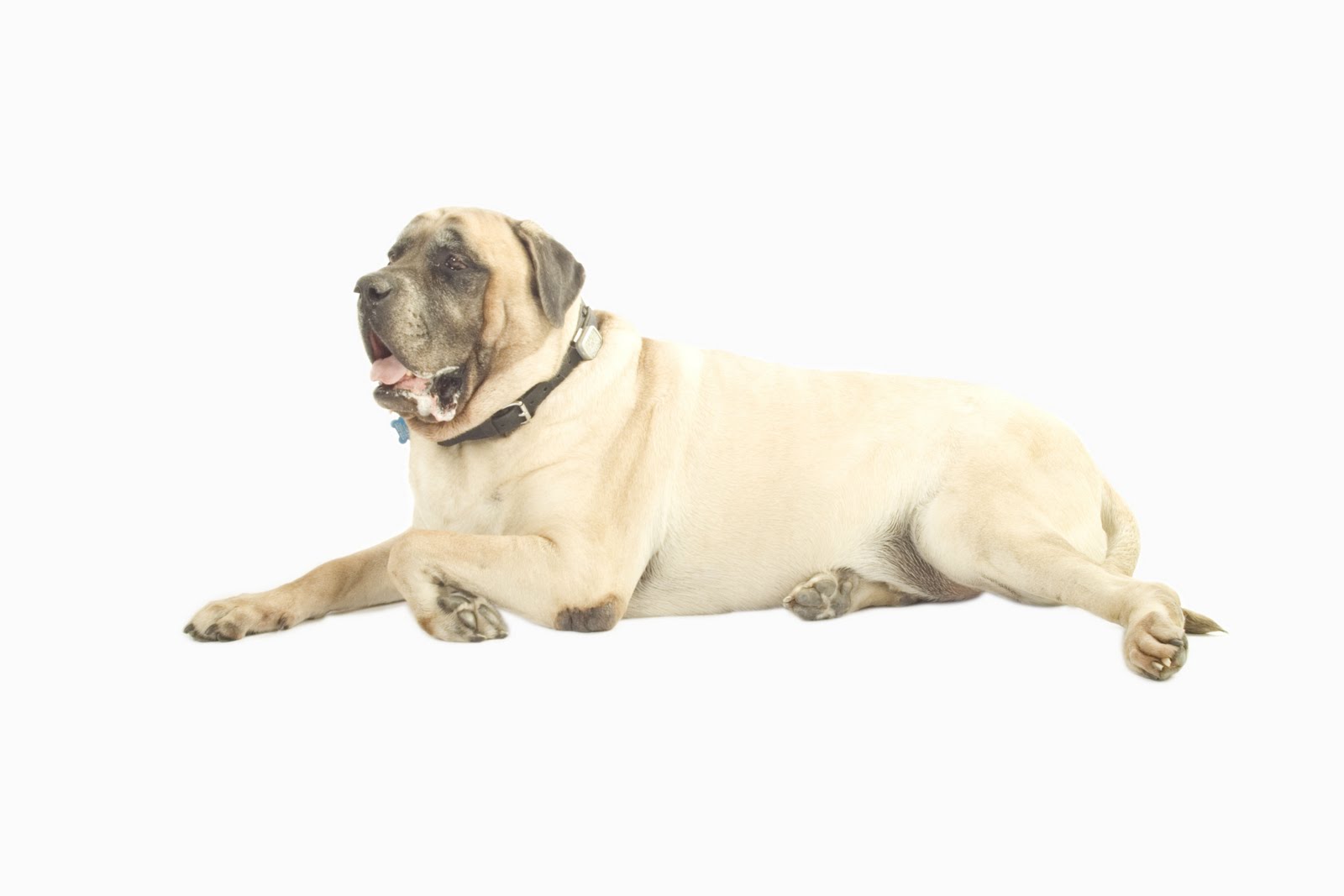 Corn, Wine and Oil: Job Hunting Again; My Dog Passes Away