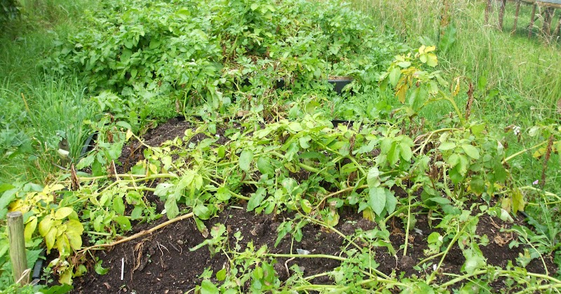 The Compost Bin: Of blight and seed saving