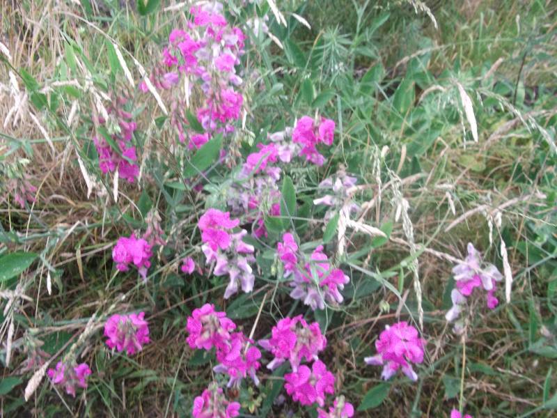 London buses one bus at a time: the return: The H25 Route