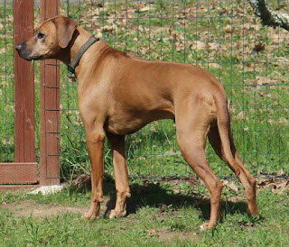 Rufus the Rhodesian Ridgeback