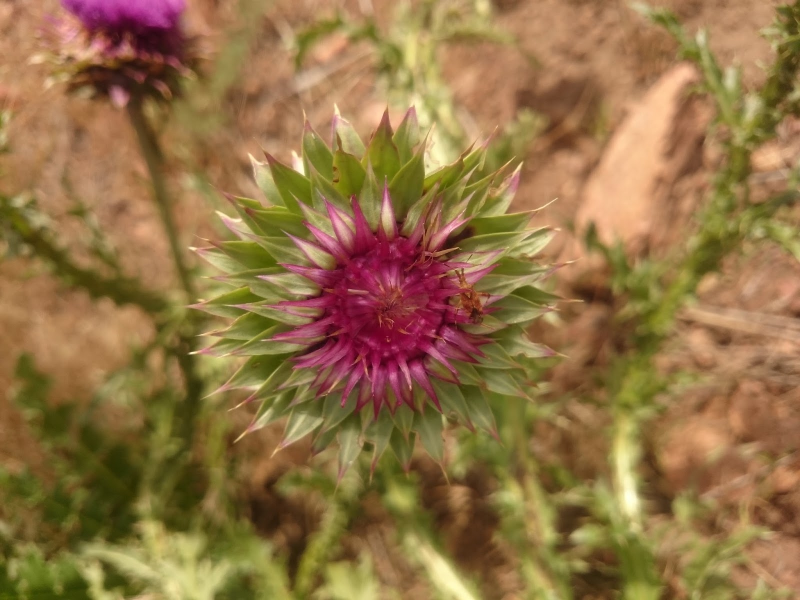 Some Creative Commons pictures I took