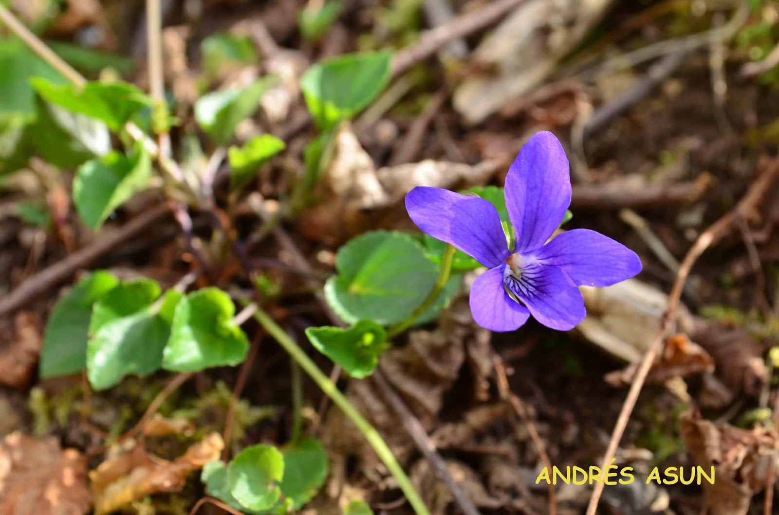 Flores silvestres de la Cordillera Cantábrica: VIOLACEAS - Violaceae