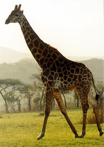 The giraffe | Facts About All