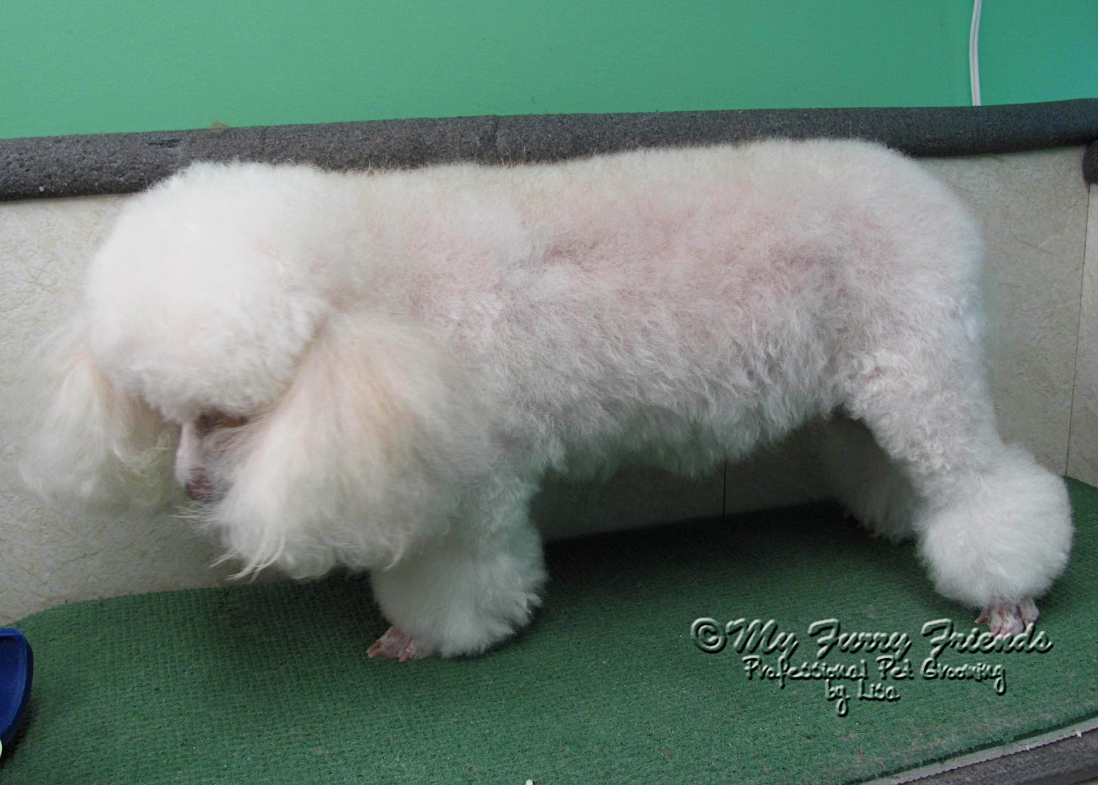 Miniature Poodle Bikini Clip