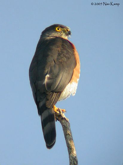 EKOGEO: JENIS - JENIS BURUNG ELANG DI INDONESIA