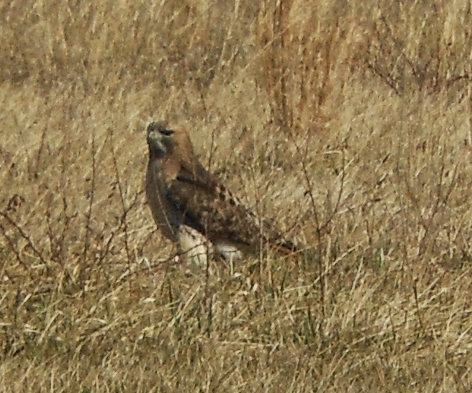 A Kid's Guide to Exploring Nature: Red-Tailed Hawks: Sharp-Eyed Raptors