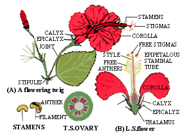 Give Me A Smile: BUNGA SEPATU