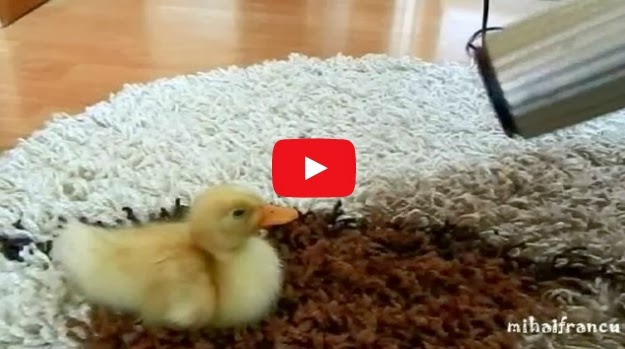 The Cutest Pet Duckling Ever! - Awwwww - So adorable - Must Watch Video