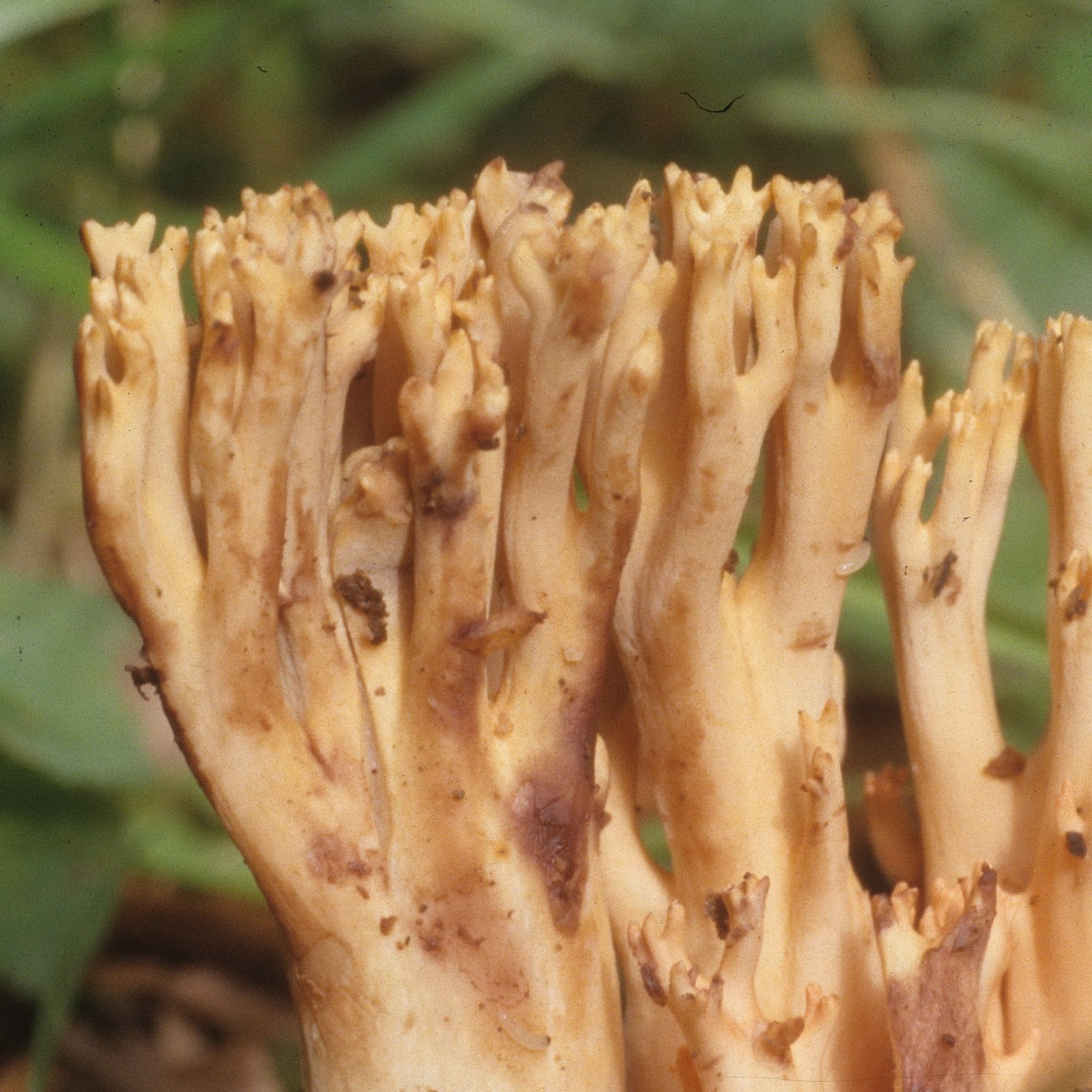 Guía de Setas y Hongos de Navarra.: Ramaria bataillei R.Maire