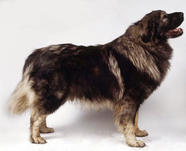 Sharr Mountain Dog - Albanian photo gallery