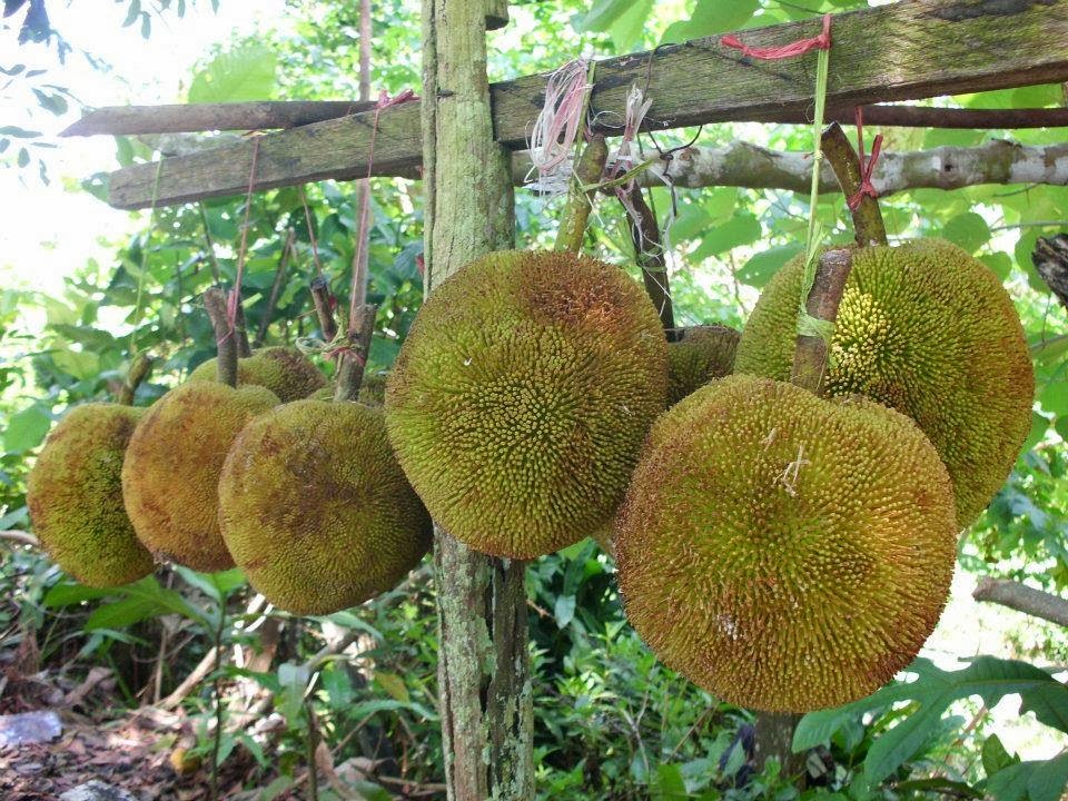 Buah-buahan unik yang jarang diketahui | Live like Rainforest