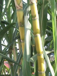 20 BRAVOLTZ BLOGGIE: JENIS - JENIS TEBU DI MALAYSIA