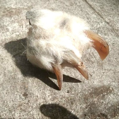 Azimat Cakar Harimau Putih | Mustika Bekhodam Sakti