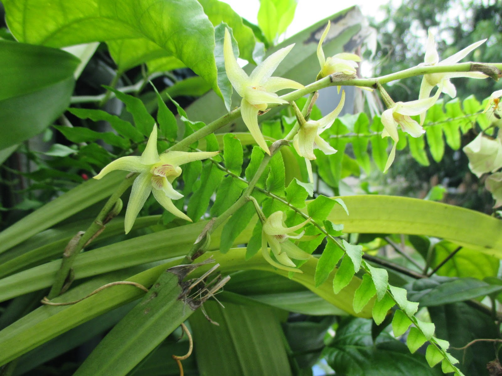 Garden Chronicles of James David: Renanthera Orchid & Eria Orchid