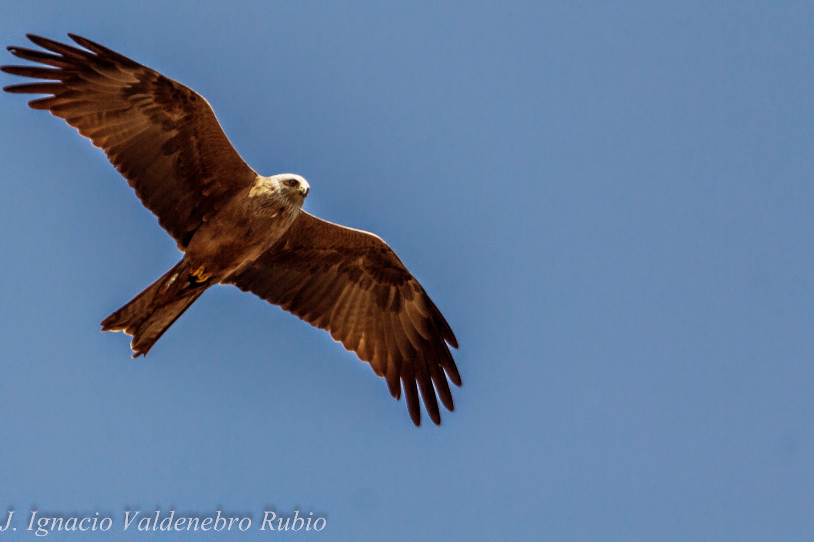 DocNatureBlog: El primero de la temporada. Milano negro (Milvus migrans ...