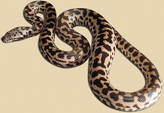 Australian Spotted Python Care Sheet ~ Animal Care Sheet