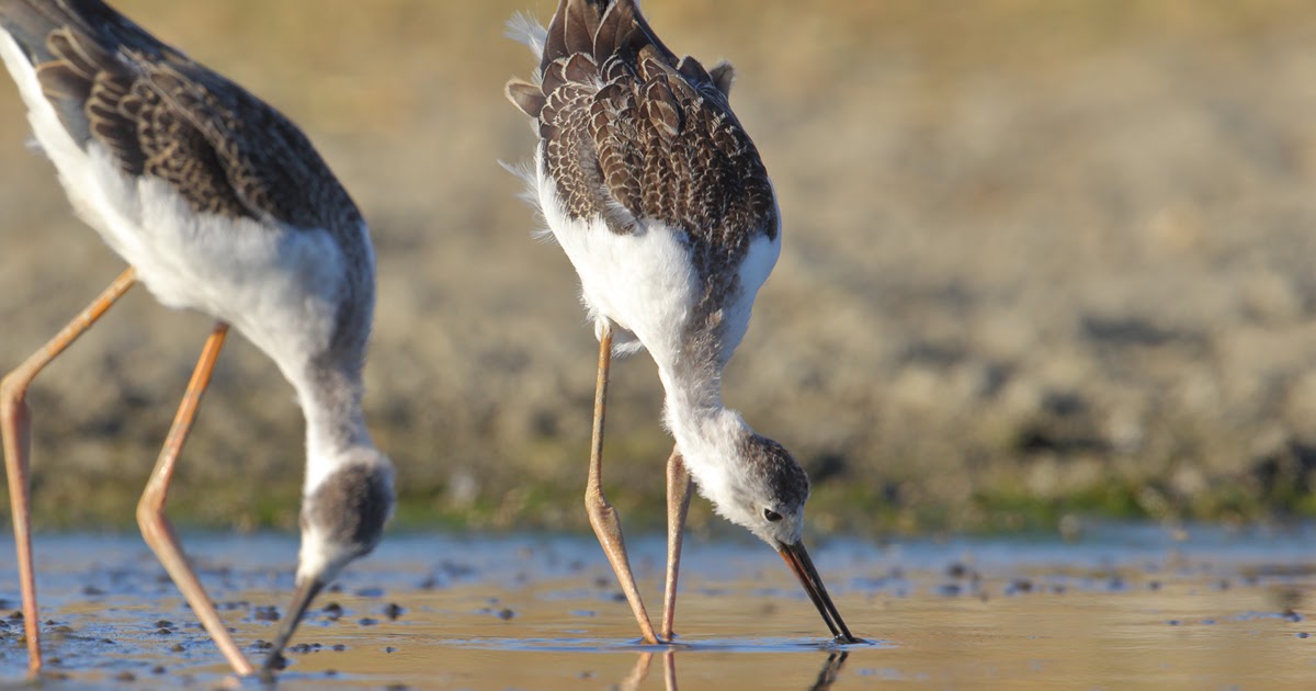 Pescador de aves: Pernilongo # 1