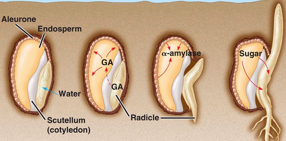 Fungsi Hormon Giberelin - EDUBIO