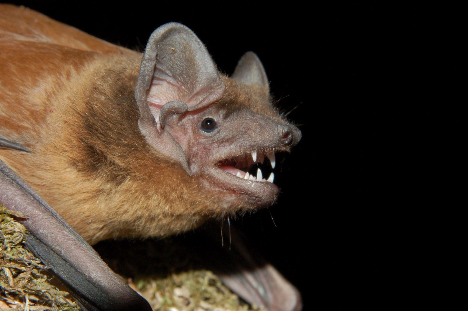 Los seres vivos: Murciélago Nóctulo común