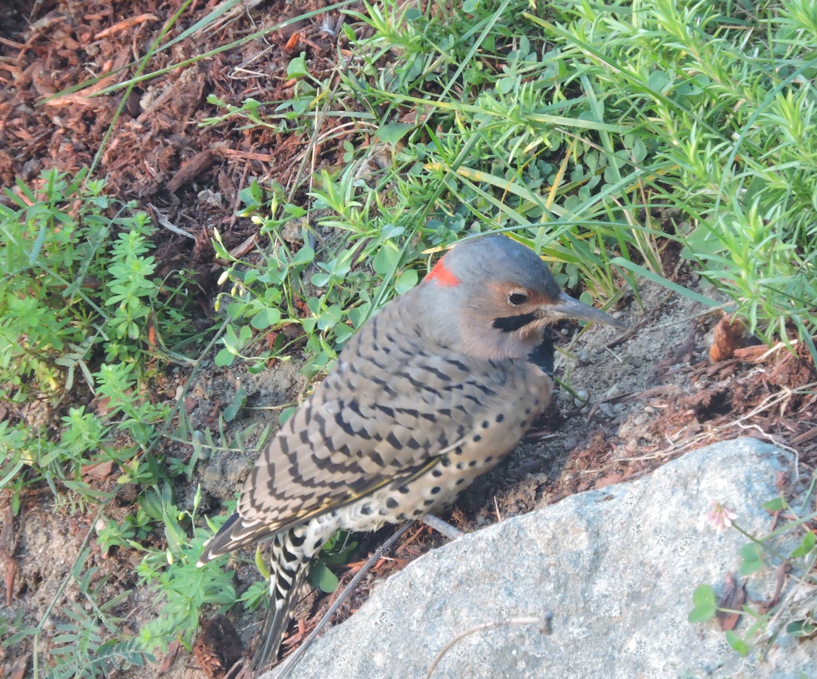 Bev's Nature Blog: Northern Flicker
