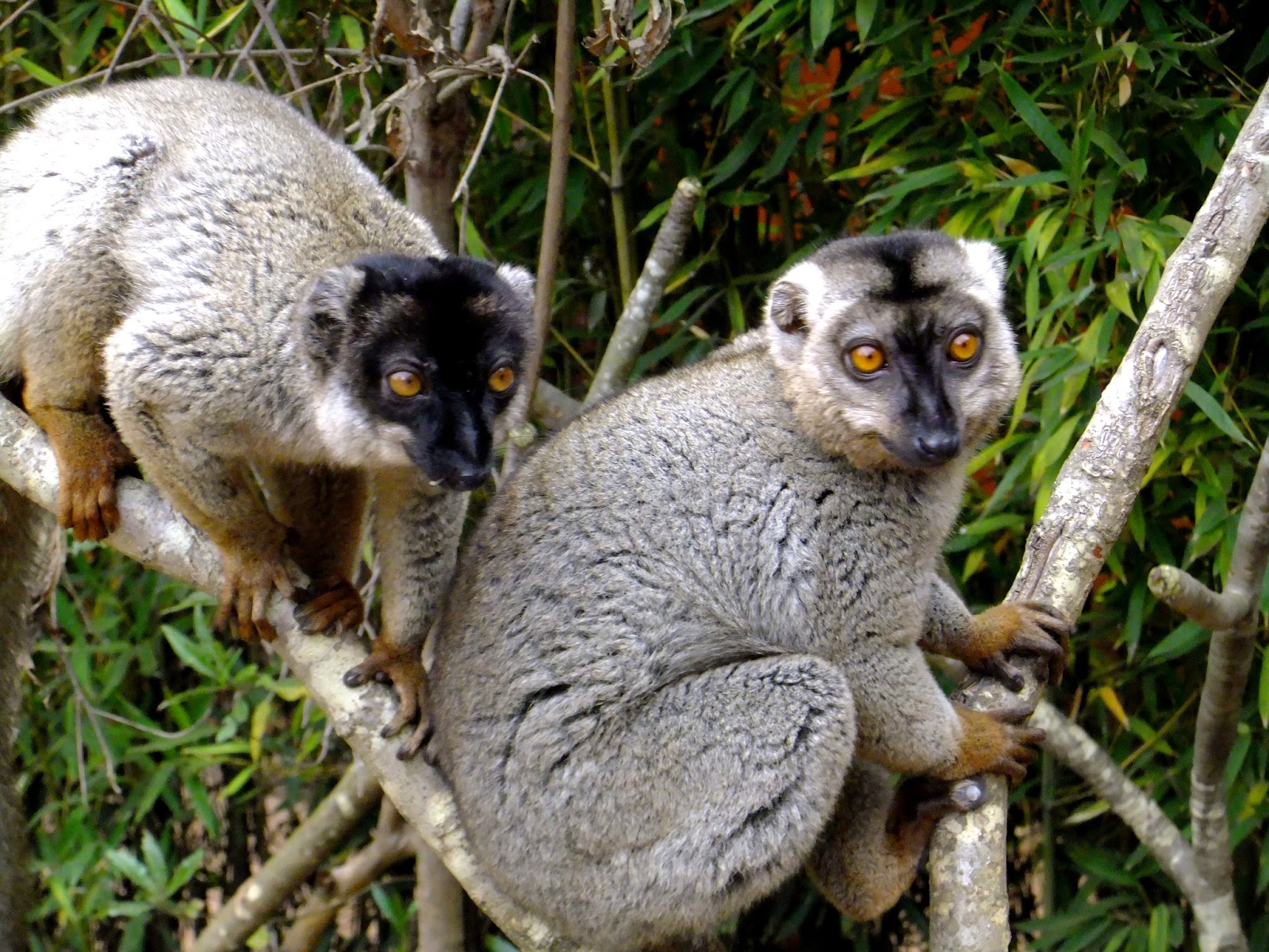 Awesomemoon: More Lemurs!