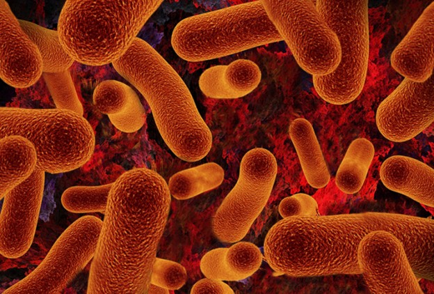 Termofilos Exemplos De Bacterias