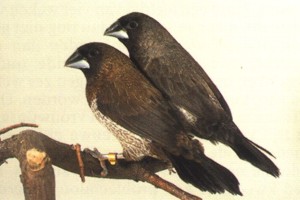 Mi aviario en casa: Gorrión de Java