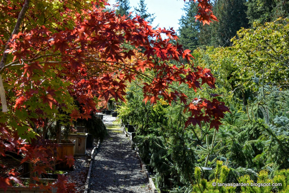 MySecretGarden: Yang's Garden - Fall Colors