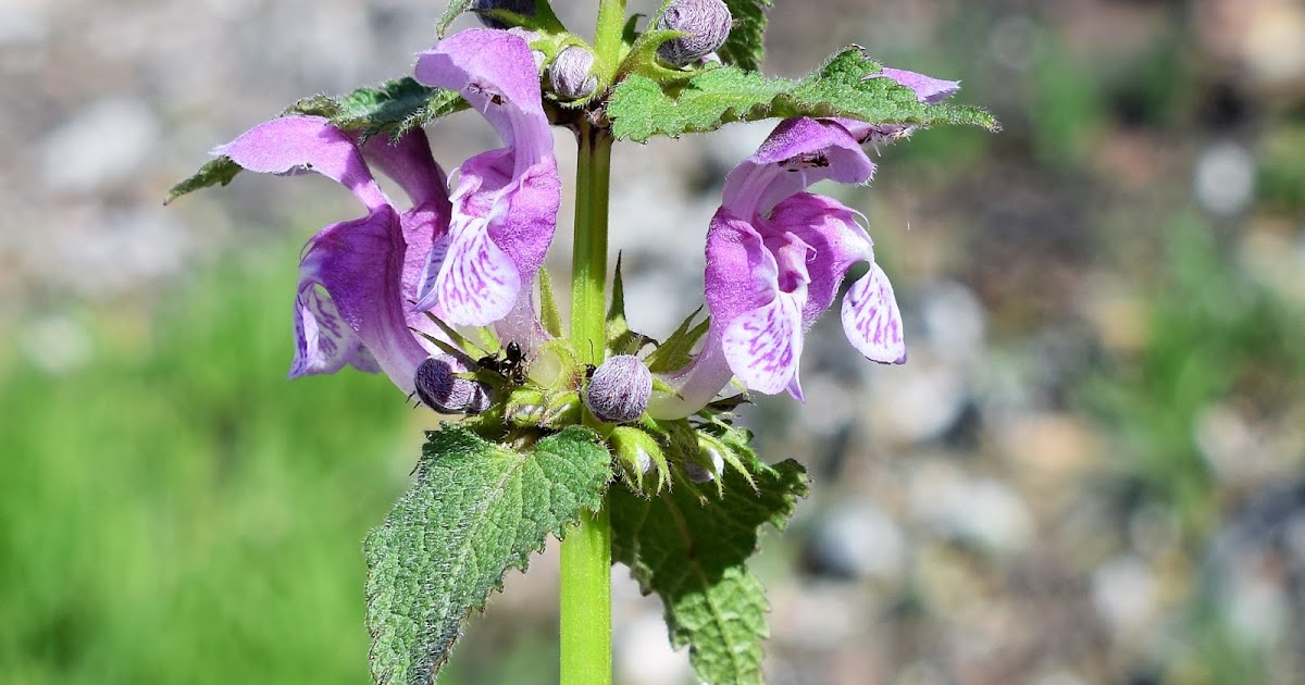 Plantas: Beleza e Diversidade: Chuchas (Lamium maculatum)