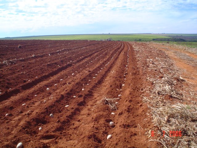 Plantio de Batata (Solanum Tuberosum)