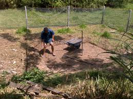 Mahat Terhebat Farm: Penternakan Itik Muscovy / Itik Nila / Itik Serati