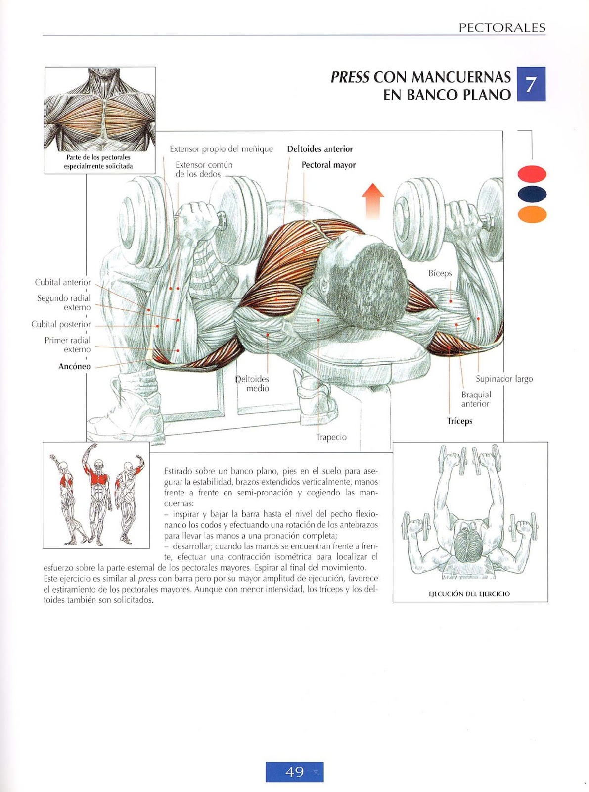 Ejercítate 365: PRESS CON MANCUERNAS EN BANCO PLANO. HOMBRE