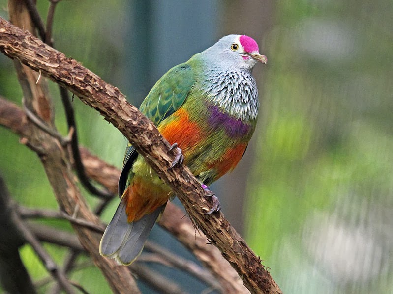 Bird Directory Mariana Fruit Dove