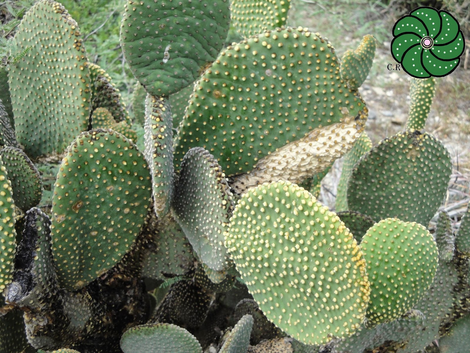 BioCactus: ¿Como se clasifican las cactáceas?