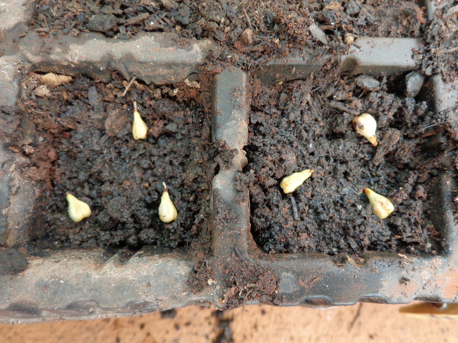 Diário de uma Sementeira: Como plantar sementes