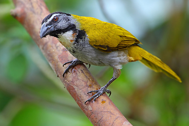Bellas Aves de El Salvador: Saltator atriceps (chepito, saltador cabeza ...