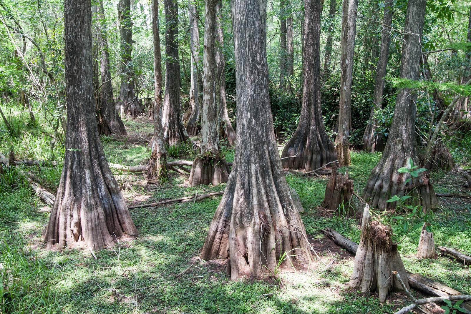 Wet and Wild Swamp Walks in Big Cypress National Preserve - Explore the ...