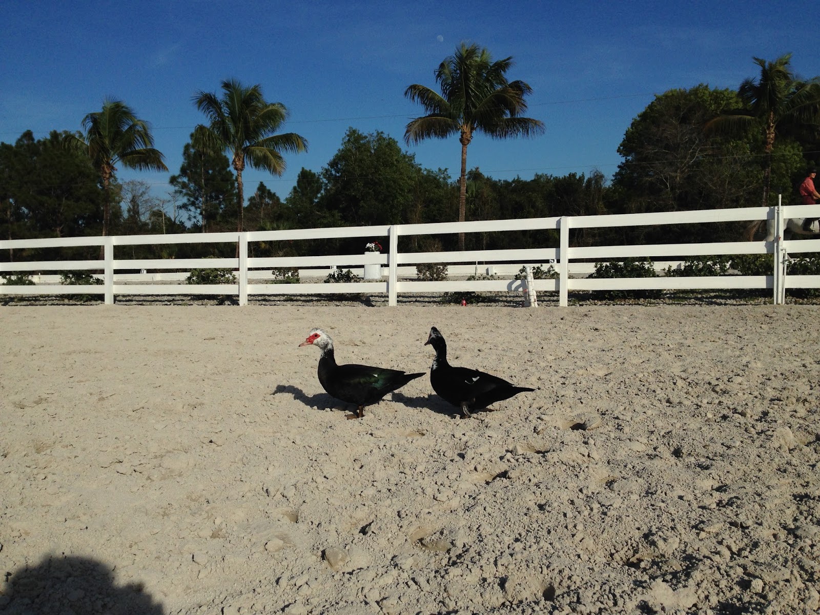 The Adventures of Shauna and the Sheep