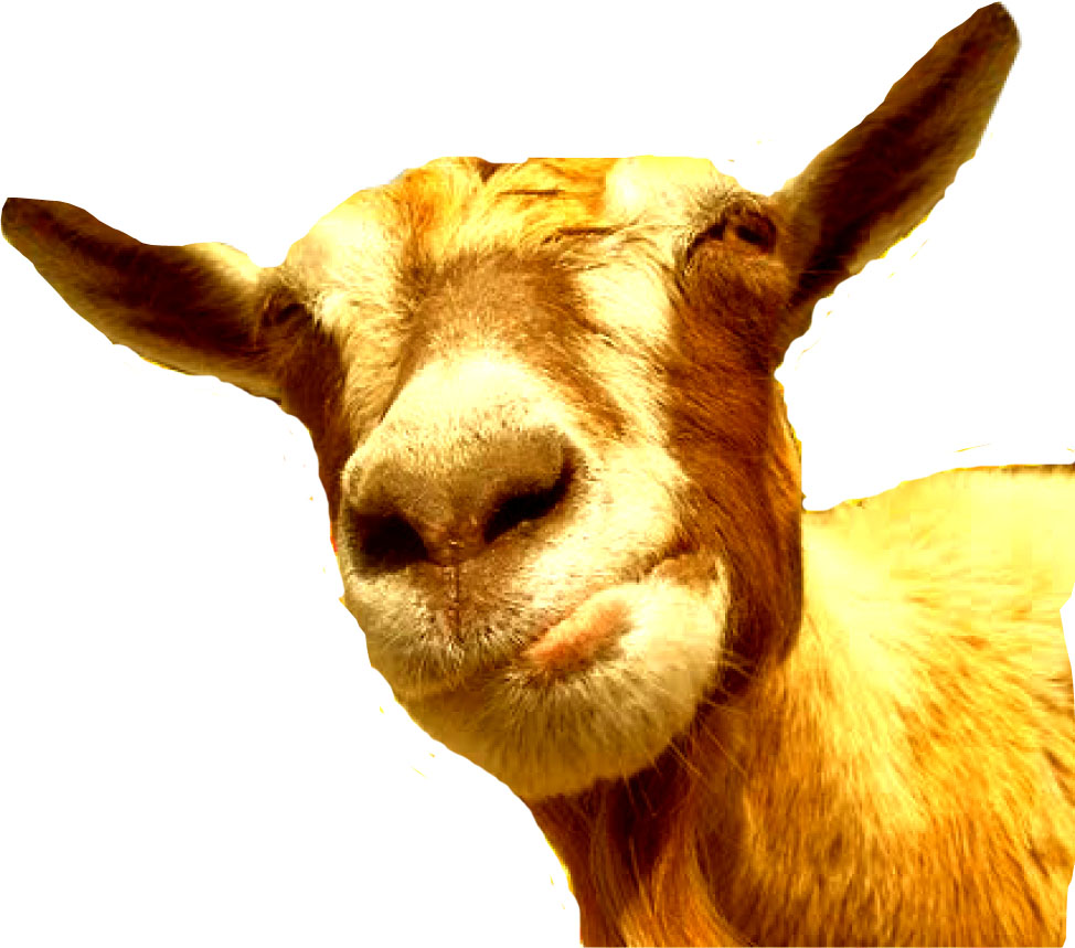 JOSEPH CACERES: El chivatazo de hoy