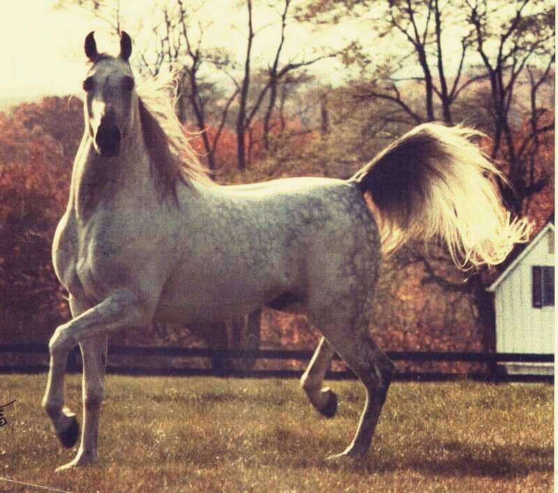 all for the love of a horse...: Moniet El Nafis