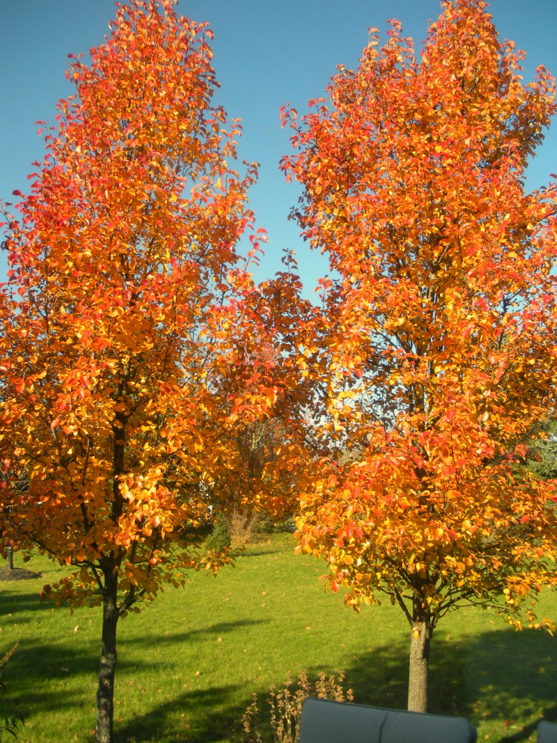 The Nest at Finch Rest: Autumn Trees in Backyard