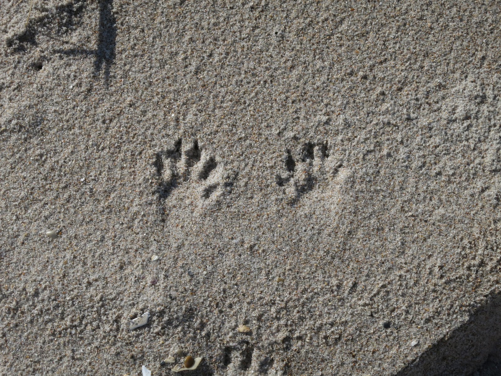 Around the Bend: Leave Only Footprints...