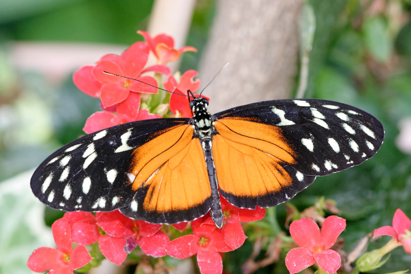 Macrophoto plaisir passion