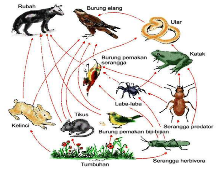 Mining-Blog: Konsep Dasar Ekosistem dan Jenis-Jenis Ekosistem